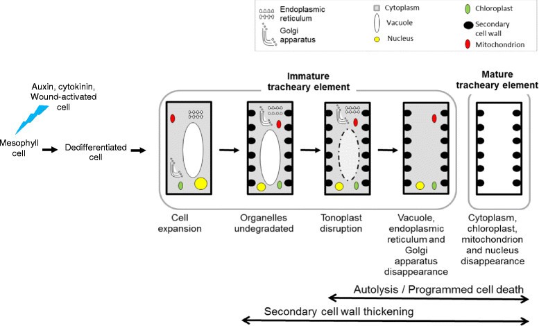 Formation of plant tracheary elements in vitro – a review | SpringerLink