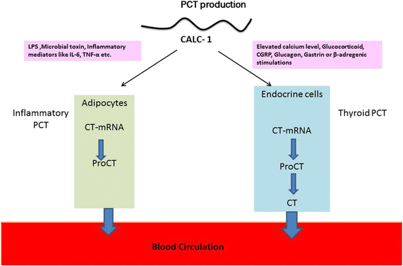 Procalcitonin: a promising diagnostic marker for sepsis and antibiotic ...