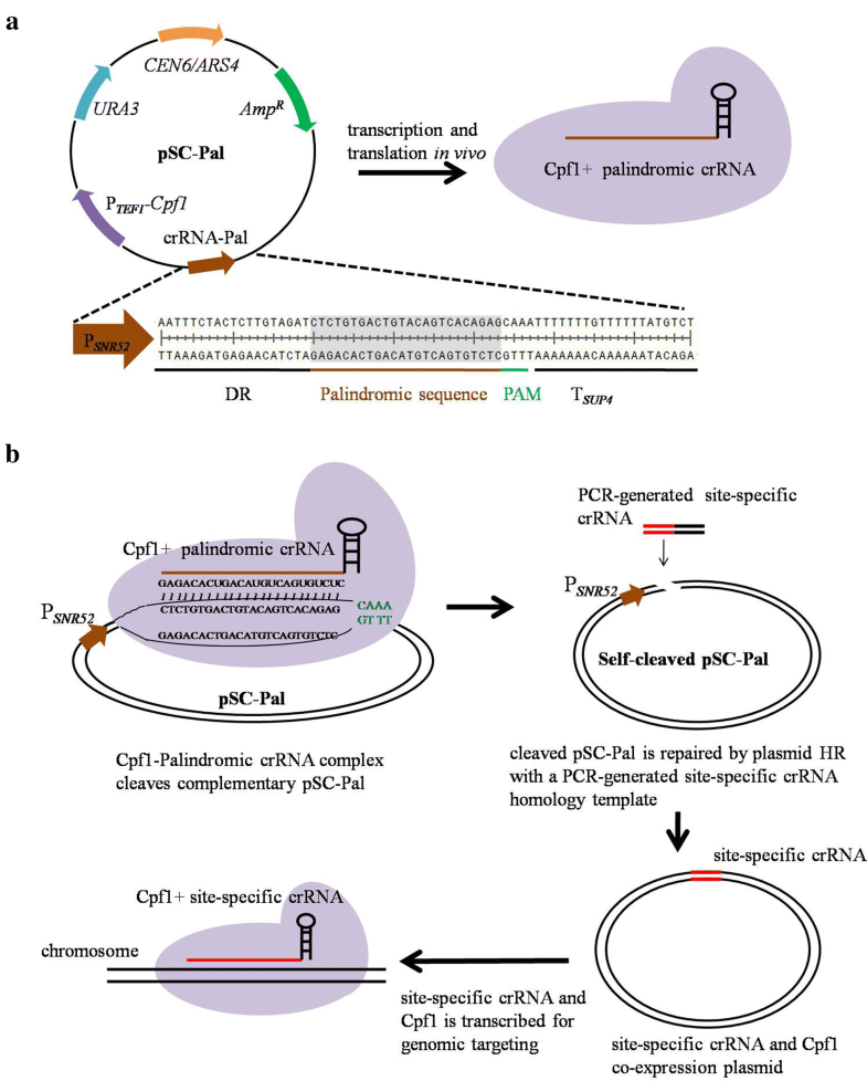 Self-cloning CRISPR/Cpf1 facilitated genome editing in Saccharomyces cerevisiae | Bioresources ...