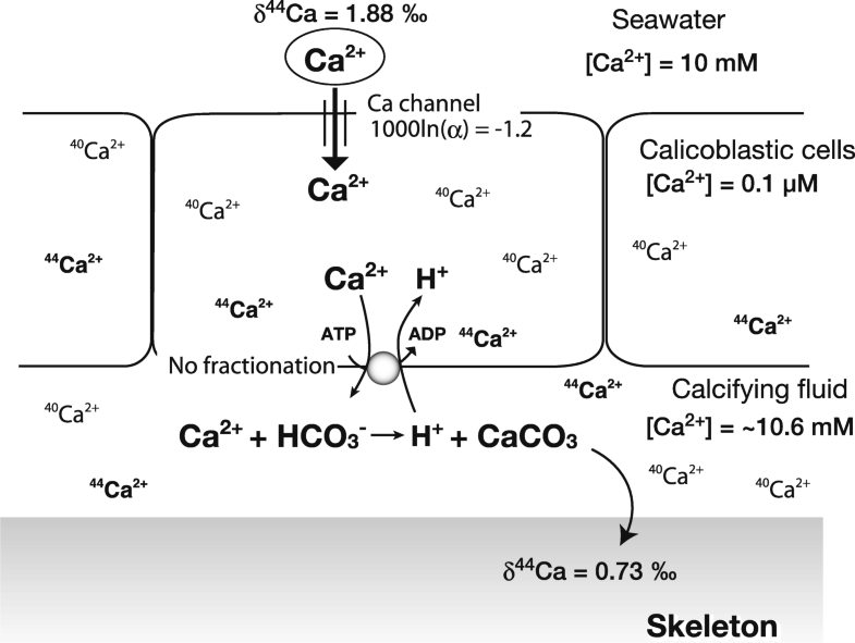 Perspective on the response of marine calcifiers to global warming and ...