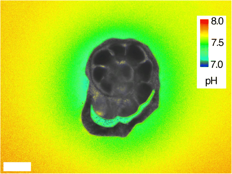 Perspective on the response of marine calcifiers to global warming and ...