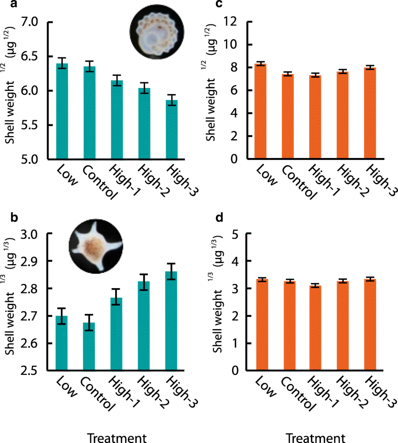 Perspective on the response of marine calcifiers to global warming and ...