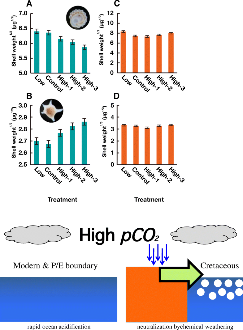 Perspective on the response of marine calcifiers to global warming and ...