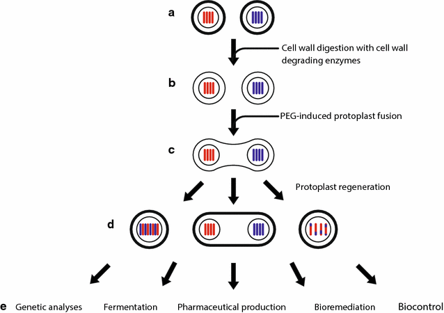 Two genomes are better than one: history, genetics, and ...