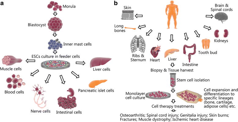 Application of stem cells in tissue engineering for defense medicine ...