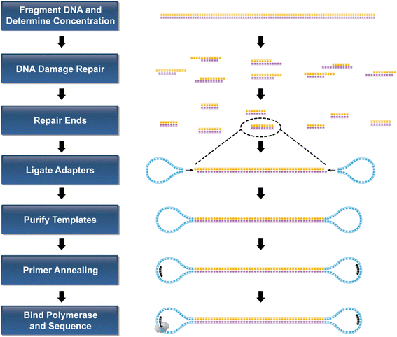Automation of PacBio SMRTbell NGS library preparation for bacterial genome sequencing ...