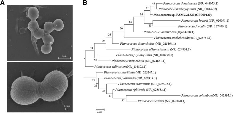 Complete genome sequence of Planococcus sp. PAMC21323 isolated from ...