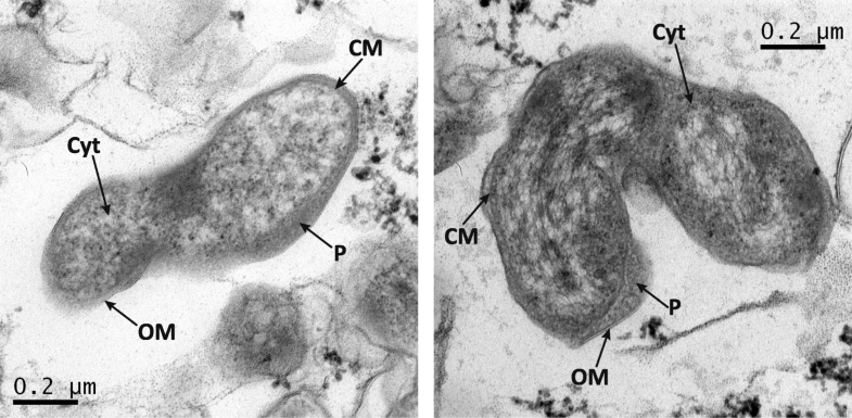 The draft genome sequence of “Nitrospira lenta” strain BS10, a nitrite ...