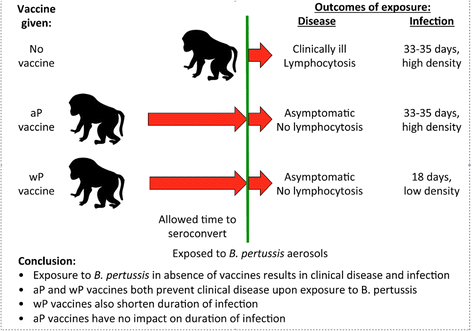 The Pertussis resurgence: putting together the pieces of the puzzle ...