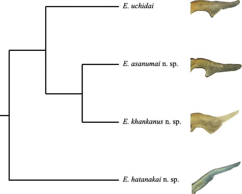 Three new species of the fairy shrimp Eubranchipus Verill, 1870 ...