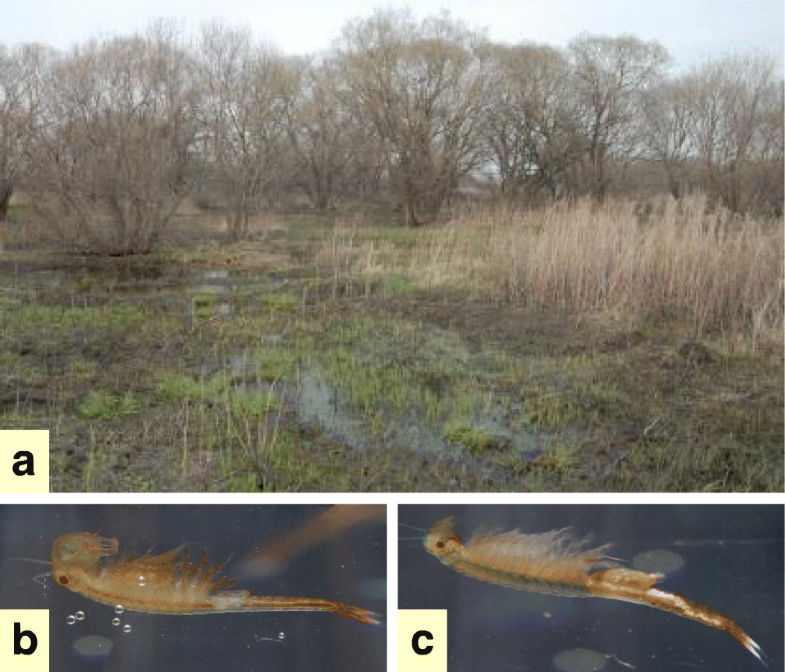 Three new species of the fairy shrimp Eubranchipus Verill, 1870 ...