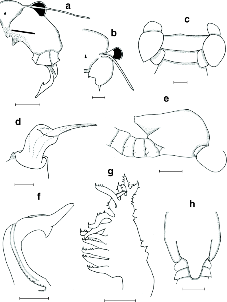 Three new species of the fairy shrimp Eubranchipus Verill, 1870 ...
