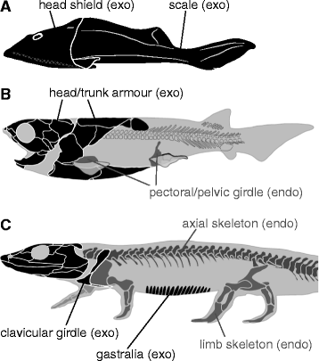 Evolution of the vertebrate skeleton: morphology, embryology, and ...