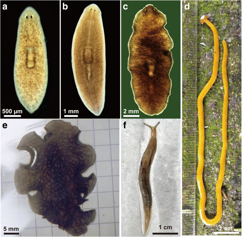 A comprehensive comparison of sex-inducing activity in asexual worms of ...