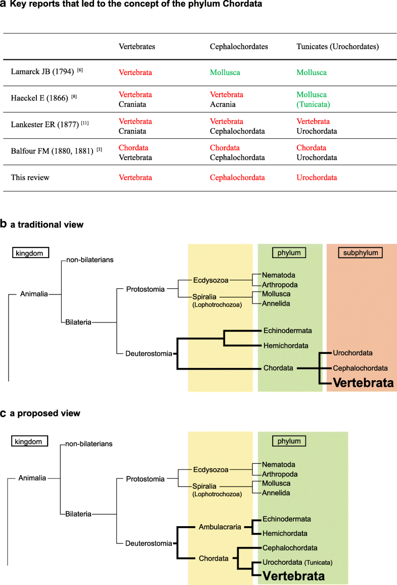 The phylum Vertebrata: a case for zoological recognition | Zoological ...