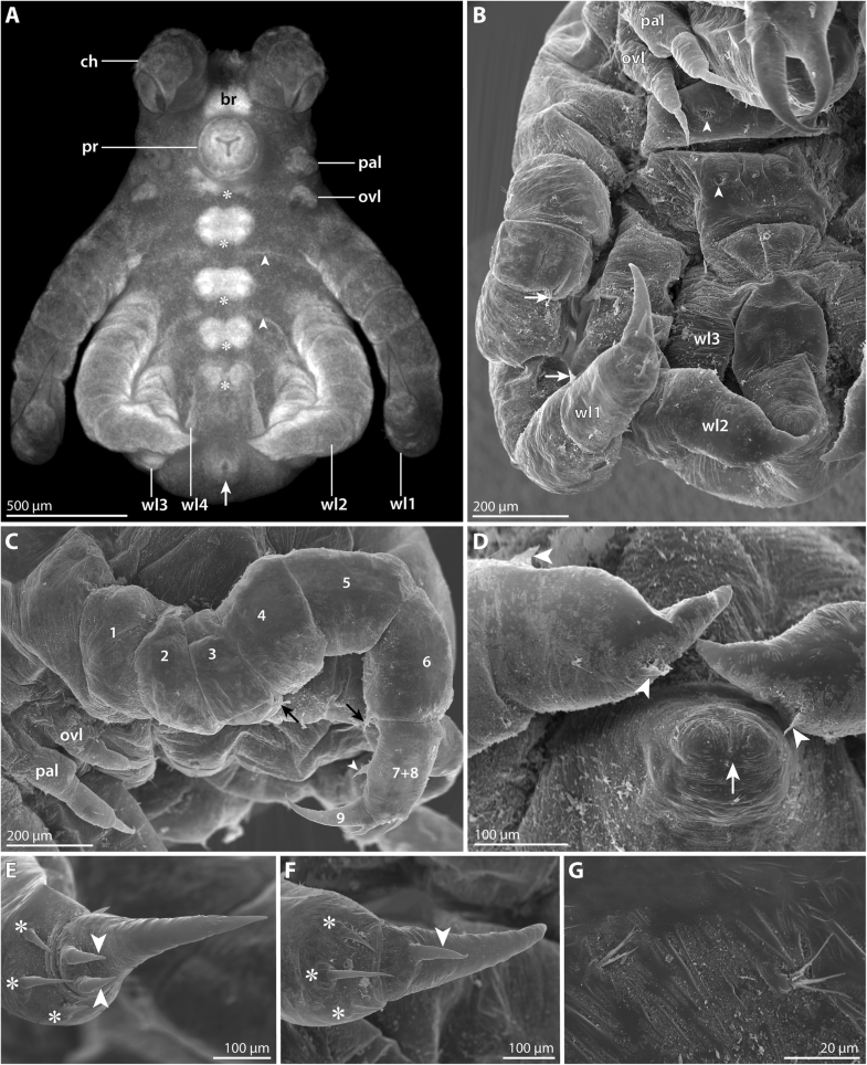 First description of epimorphic development in Antarctic Pallenopsidae ...