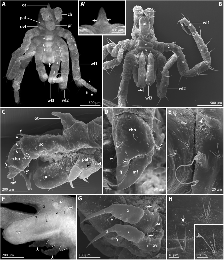 First description of epimorphic development in Antarctic Pallenopsidae ...