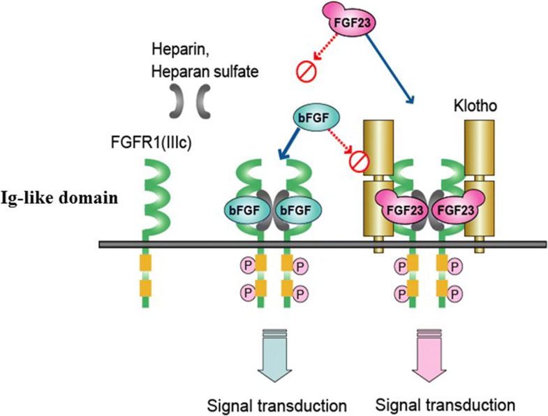 Fibroblast growth factor 23 and cardiovascular disease in patients with chronic kidney disease ...