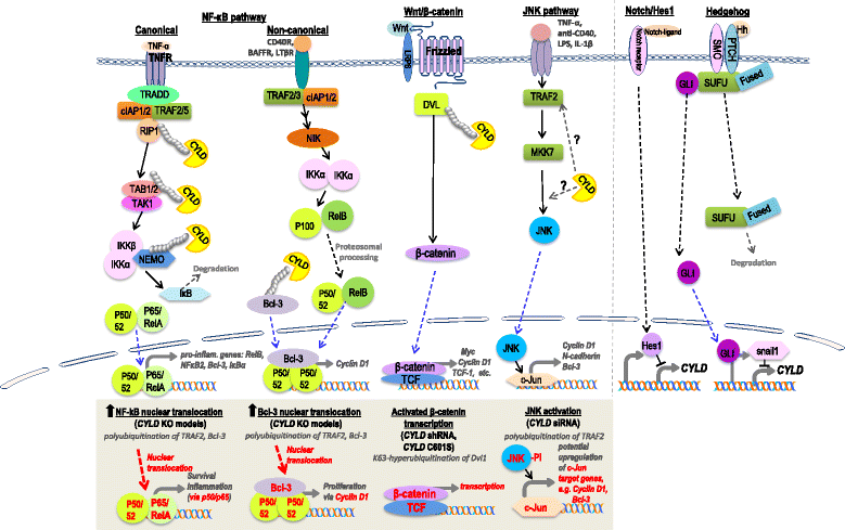 The cylindromatosis (CYLD) gene and head and neck tumorigenesis ...