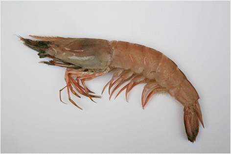 The first record of the Speckled shrimp Metapenaeus monoceros ...