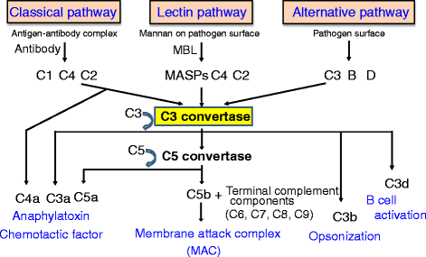 Complement-targeted therapy: development of C5- and C5a-targeted ...