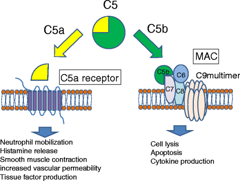 Complement-targeted therapy: development of C5- and C5a-targeted inhibition | Inflammation and ...