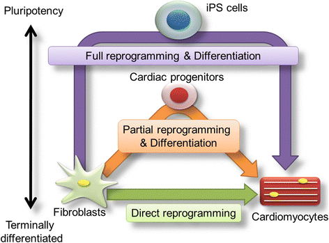 Heart regeneration for clinical application update 2016: from induced pluripotent stem cells to ...
