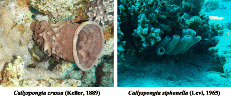 Callyspongia crassa and C. siphonella (Porifera, Callyspongiidae) as a ...