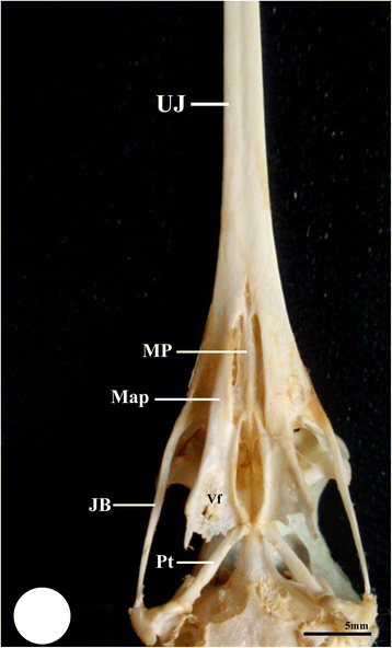 Functional morphological study of the choana in different bird species ...