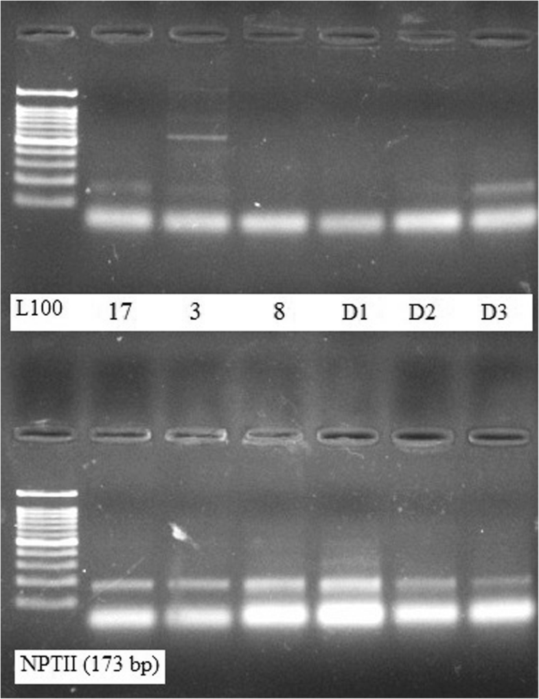 Extraction of high-quality genomic DNA from different plant orders ...