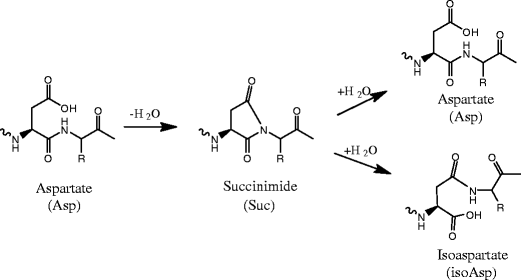 ADME of Biologics—What Have We Learned from Small Molecules? | SpringerLink