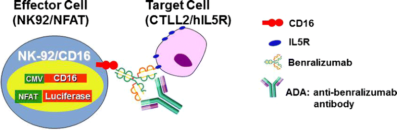 A Neutralizing Antibody Assay Based on a Reporter of Antibody-Dependent ...