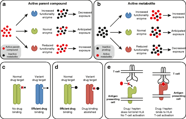 Pharmacogenomic Biomarkers for Improved Drug Therapy—Recent Progress ...