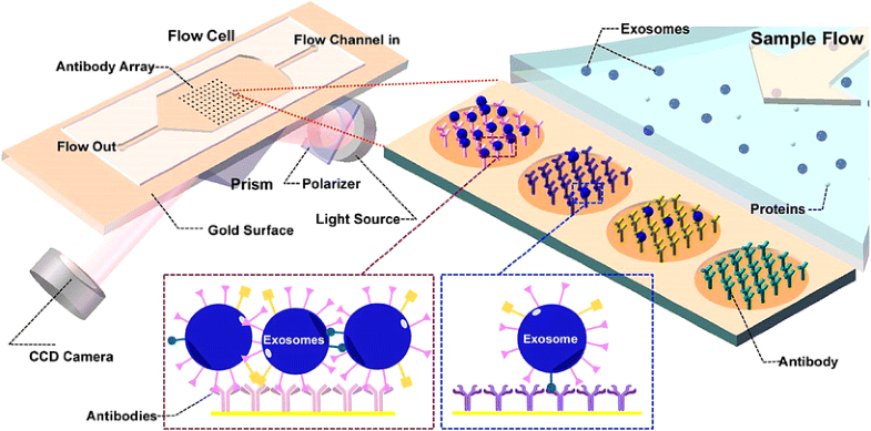 Recent Advances in Exosomal Protein Detection Via Liquid Biopsy ...