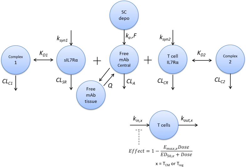 Model-Based Characterization of the Pharmacokinetics, Target Engagement ...