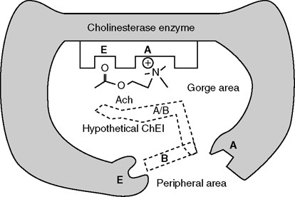 Clinical Pharmacokinetics and Pharmacodynamics of Cholinesterase ...