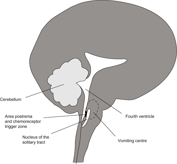 Prevention and Treatment of Postoperative Nausea and Vomiting ...