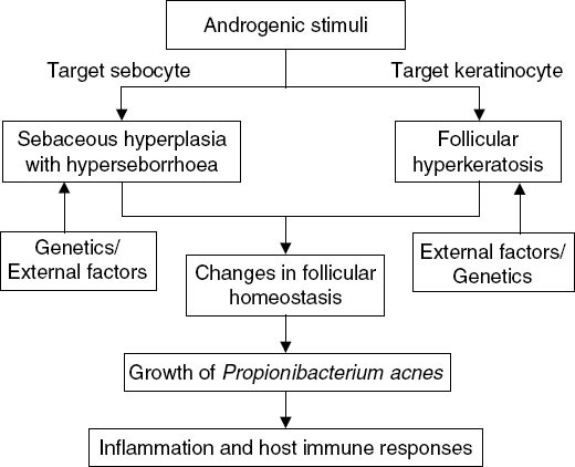 Current Concepts of the Pathogenesis of Acne | SpringerLink