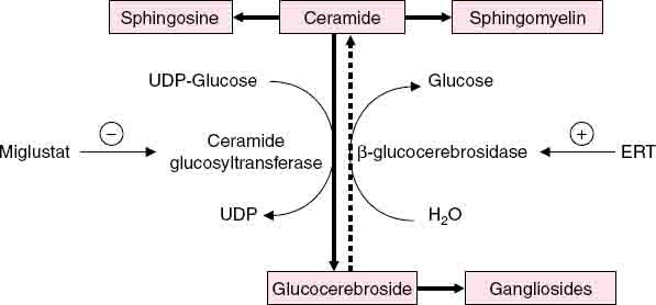 Miglustat | SpringerLink