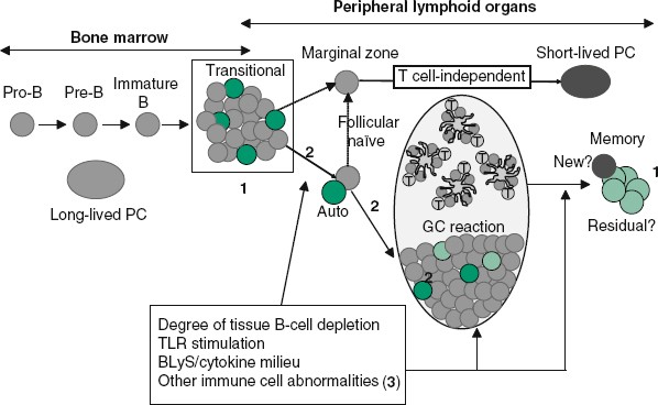 B-Cell-Targeted Therapy for Systemic Lupus Erythematosus | SpringerLink