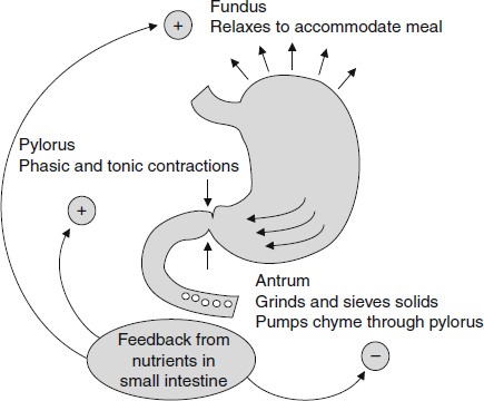 Pathophysiology and Management of Diabetic Gastropathy | SpringerLink