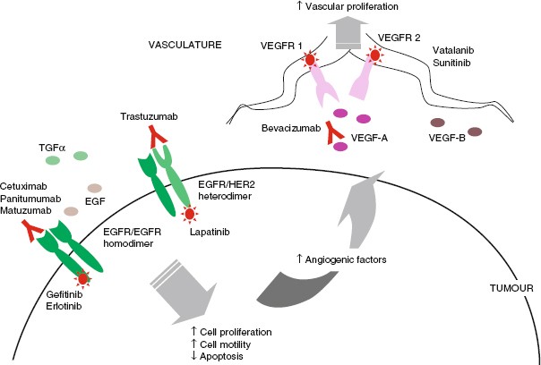 EGFR, HER2 and VEGF Pathways | SpringerLink