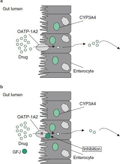 Grapefruit-Drug Interactions | SpringerLink