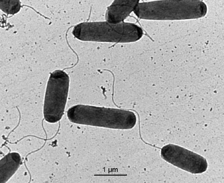 Complete genome sequence of Marinobacter adhaerens type strain (HP15 ...