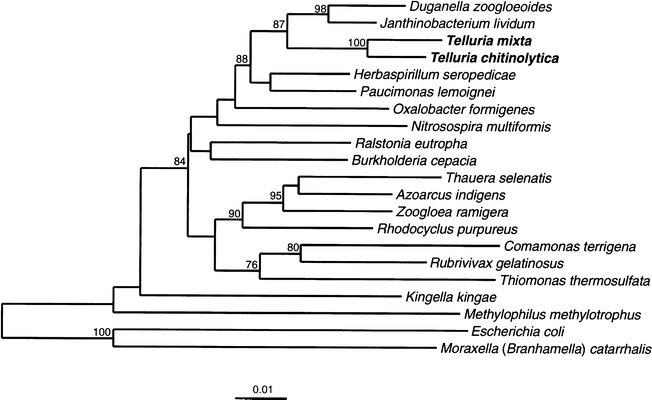 Class II. Betaproteobacteria class. nov. | SpringerLink