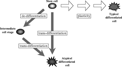 Transdifferentiation of Stem Cells: A Critical View | SpringerLink