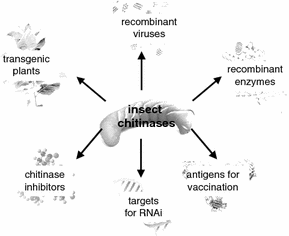 Insect-Derived Chitinases | SpringerLink
