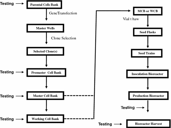 Safety Assurance for Biologics Manufactured in Mammalian Cell Cultures ...