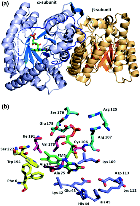 Structure, Mechanism, and Mutation of Bacterial Luciferase | SpringerLink