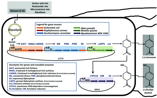 Biosynthesis and Biotechnology of High-Value p-Menthane Monoter penes ...